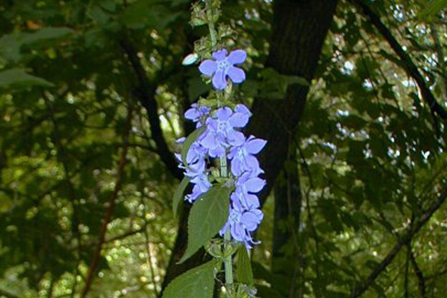 Tall Bellflower | Johnson's Nursery | KB