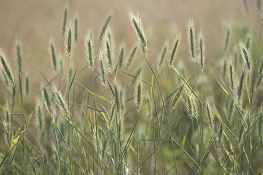 Wisconsin Native Grasses | Johnson's Nursery | Knowledgebase