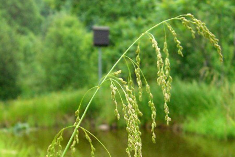 Wisconsin Native Grasses | Johnson's Nursery | Knowledgebase