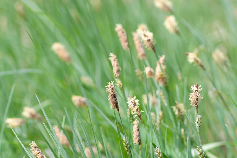 Wisconsin Native Grasses | Johnson's Nursery | Knowledgebase