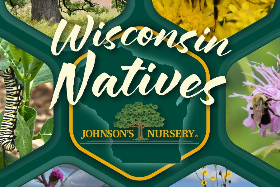 Wisconsin Native Plant Guide | Johnson's Nursery | KB