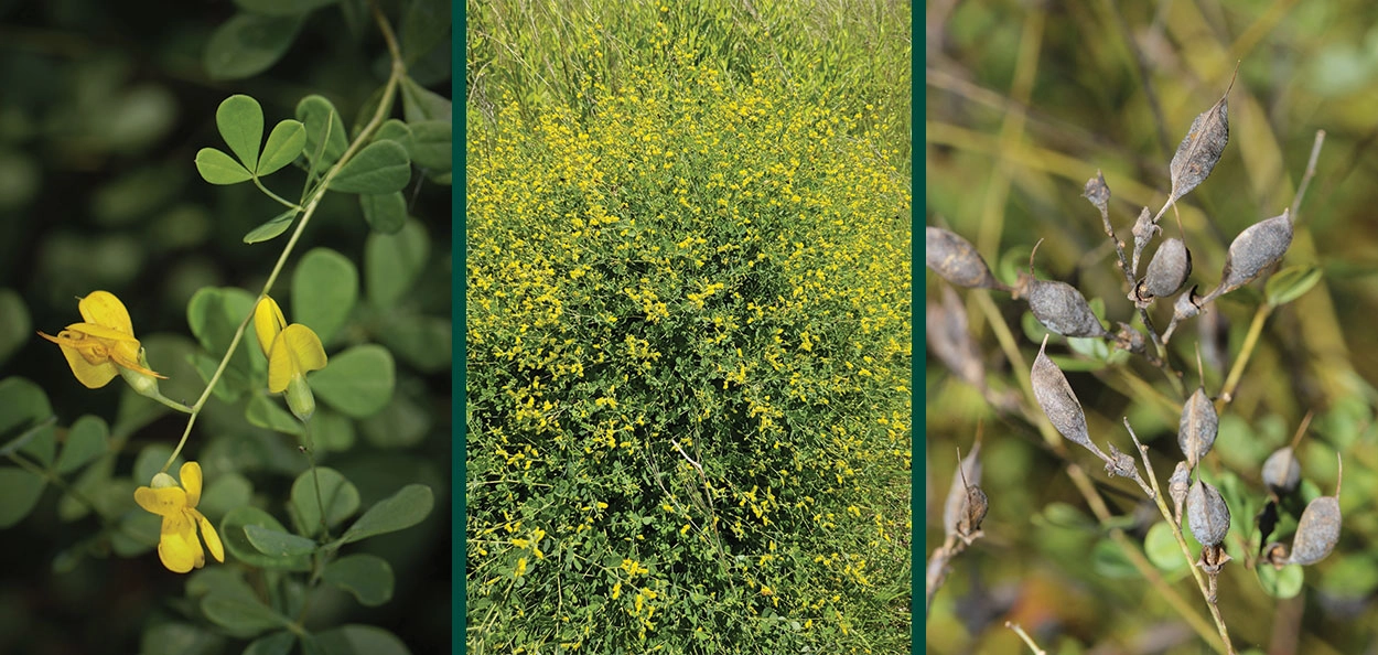 Yellow Wild Indigo | Johnson's Nursery | KB