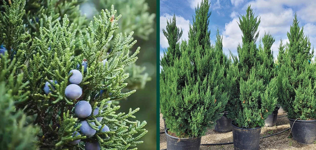 Blue Point Juniper | Johnson's Nursery | KB